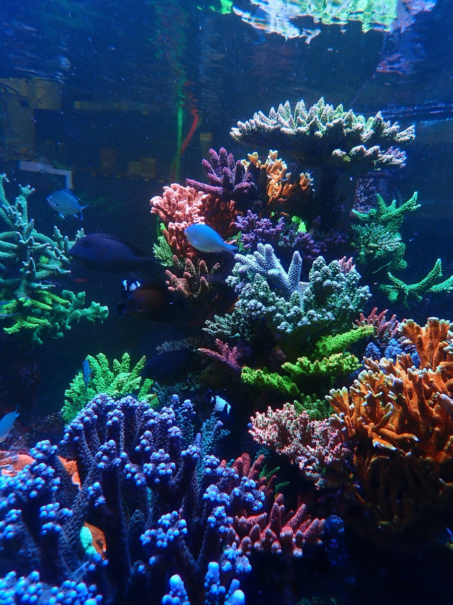 ARC Main Tank Frag night – ARC Aquariums
